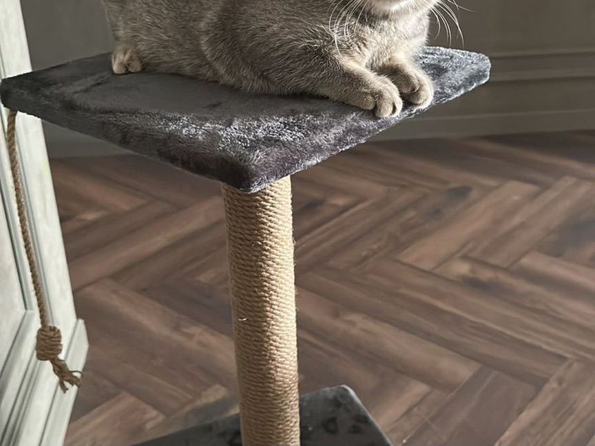 Кошка британская 1 год