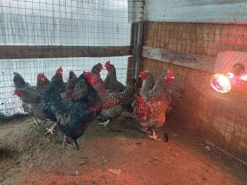 Куры молодки несушки