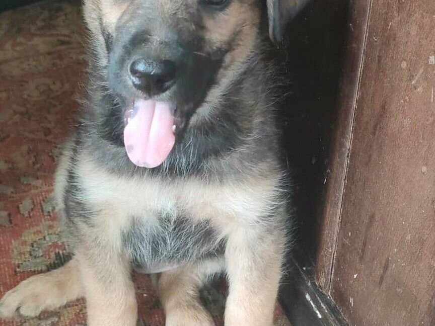 Щеночки в добрые руки