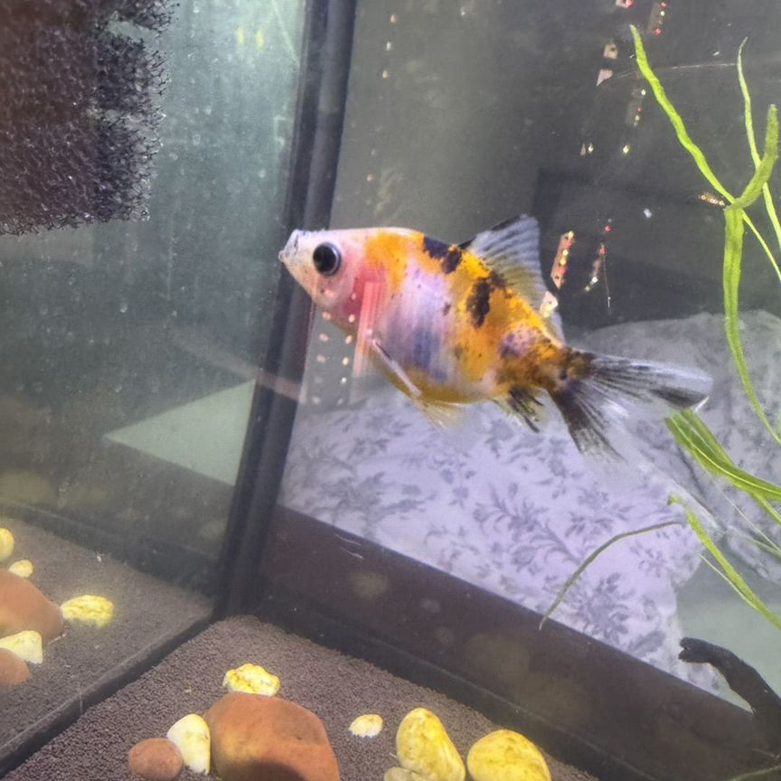 Оранда две штуки (ситцевая и бабочка)