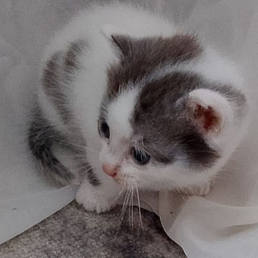 Котята бесплатно породистые