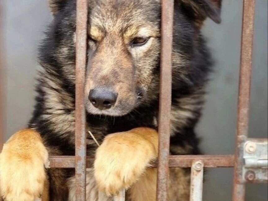 Собака в добрые руки