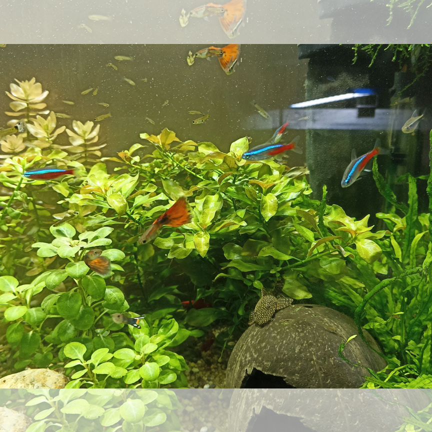 Аквариумное растение Людвигия ползучая