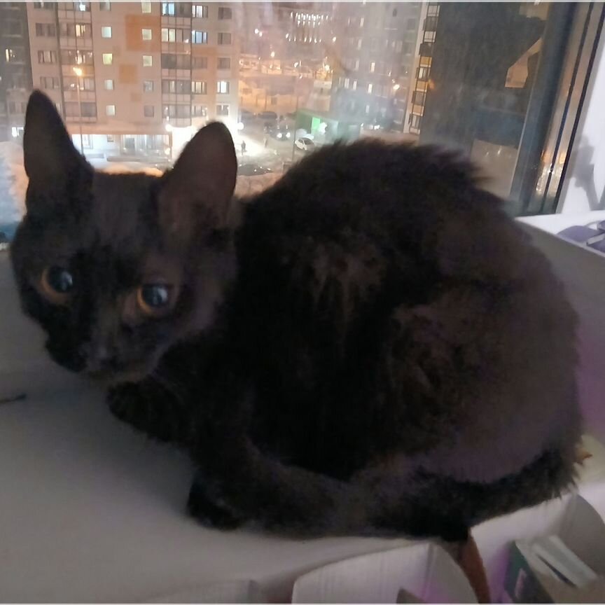 Ориентальный котёнок