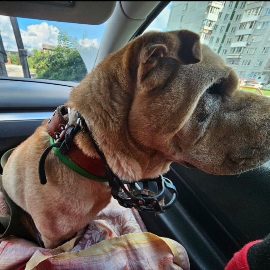 Шарпей в добрые руки