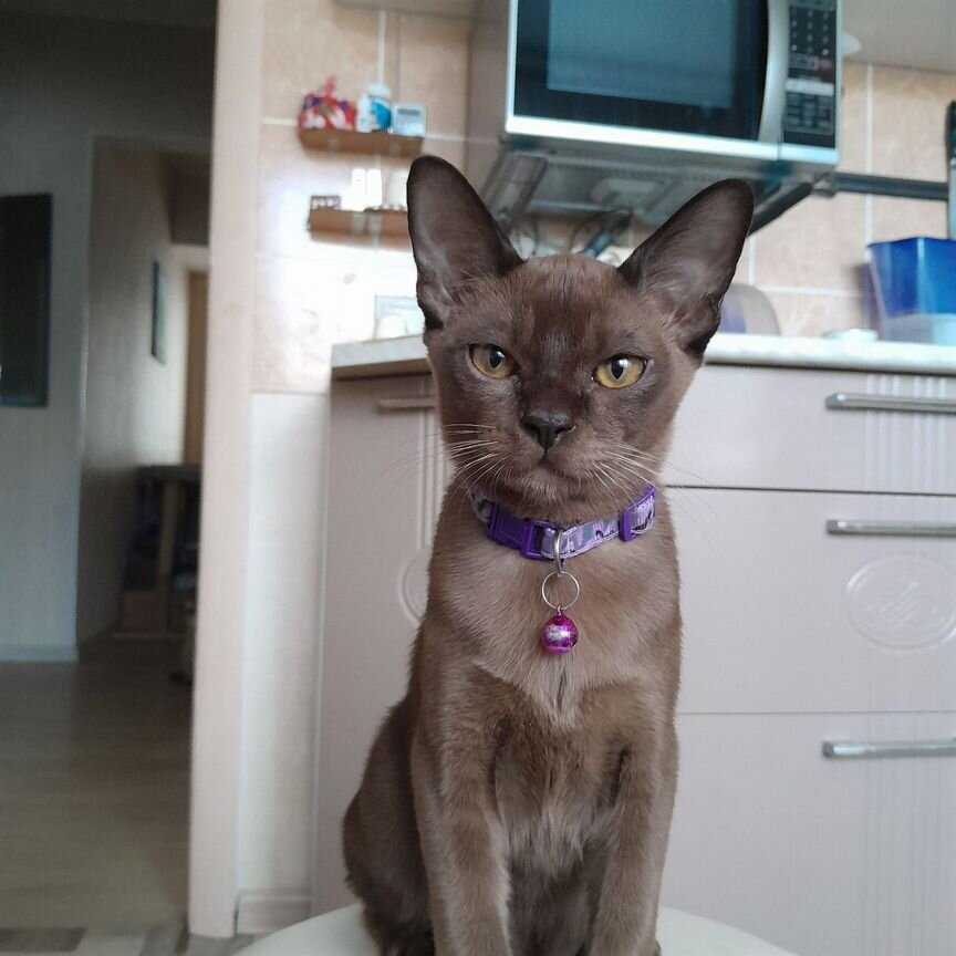 Бурманские мальчики