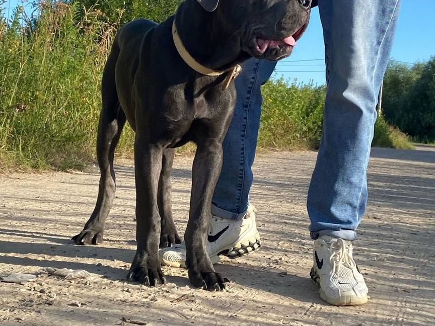 Щенок Кане-корсо