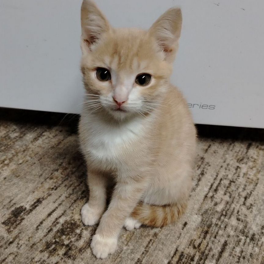 Котёнок от частного владельца