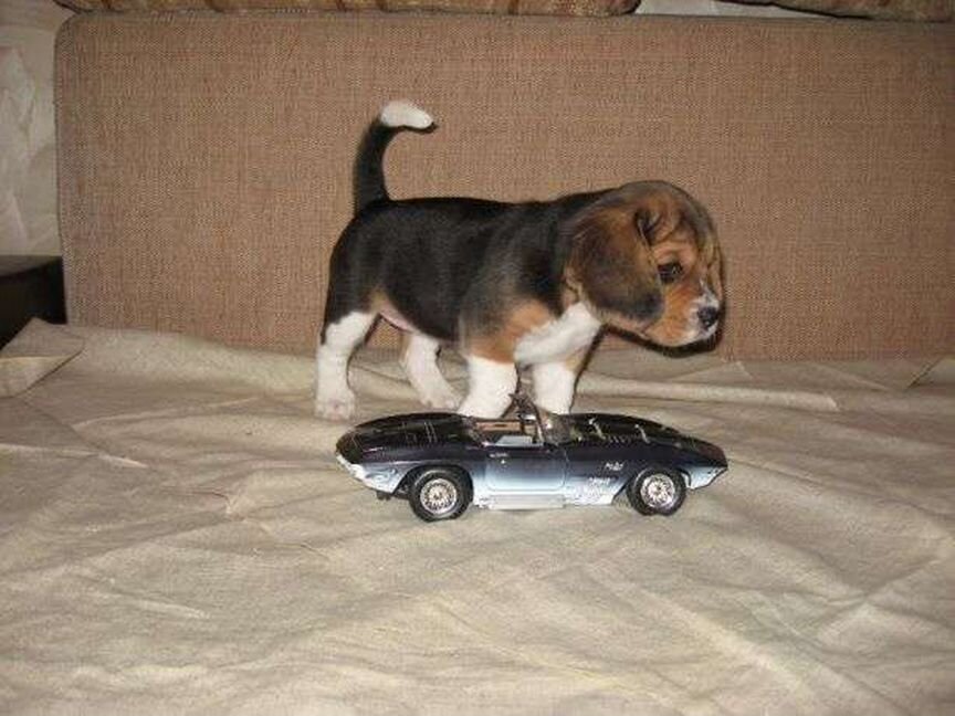 Щенки бигль