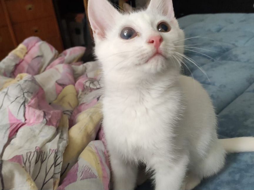 Белоснежный малышок Горошек ищет маму