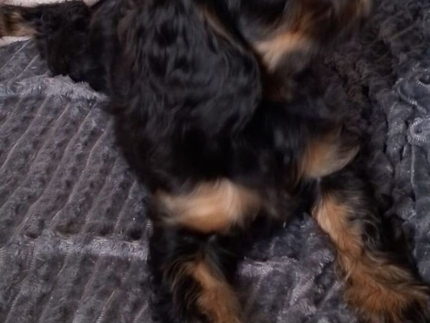 Кавалерчики кукольные