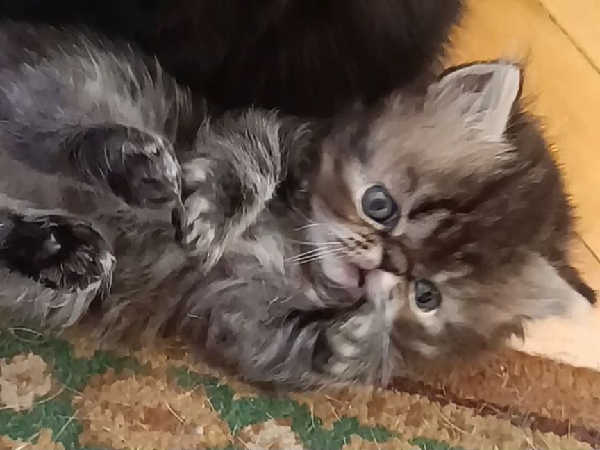 Котенок экзотик мальчик
