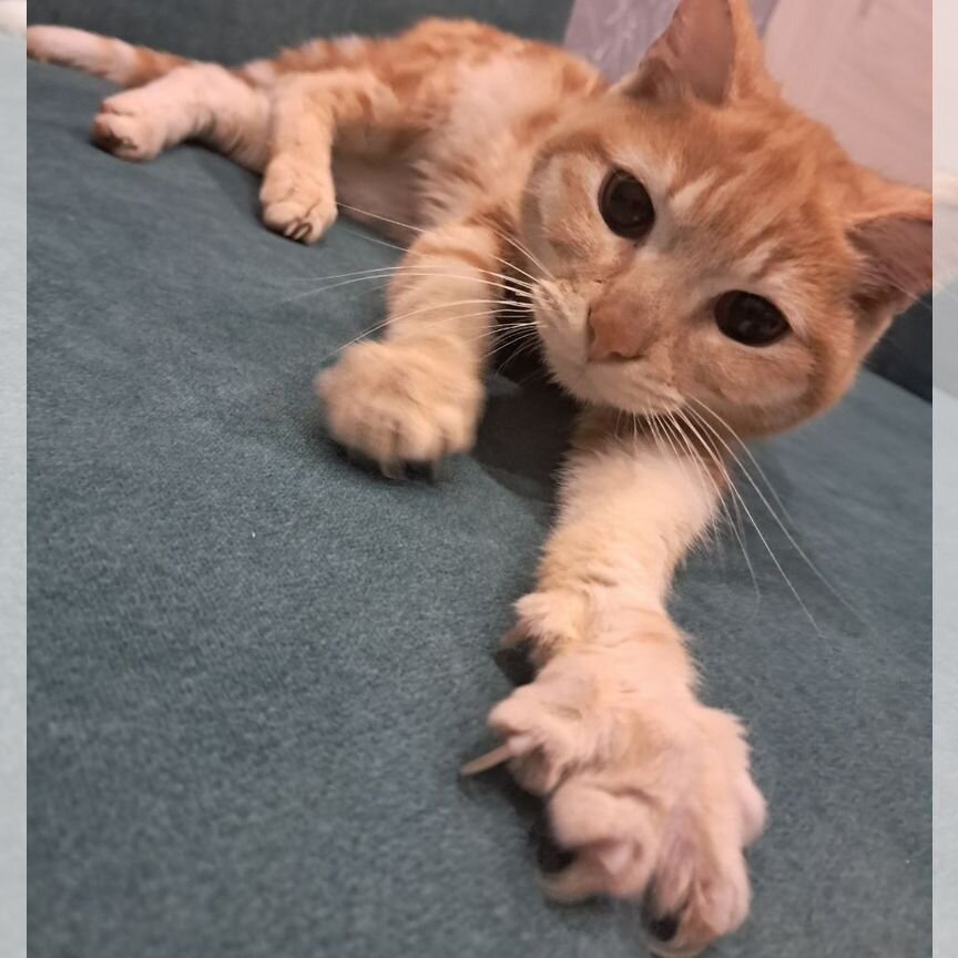 Сибирский, взрослый кот