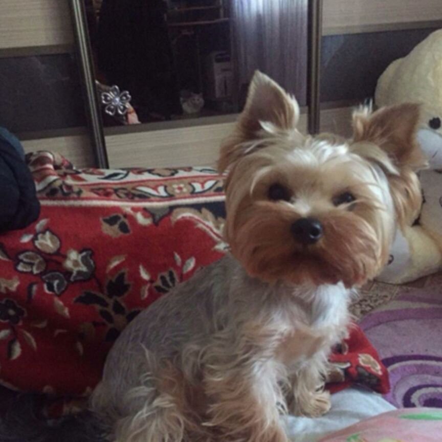 Йоркширский терьер