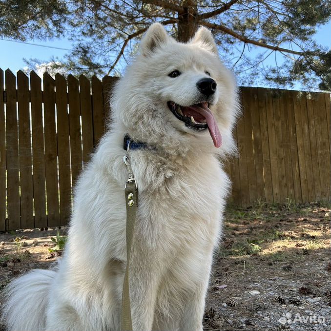 Самоедская собака, вязка