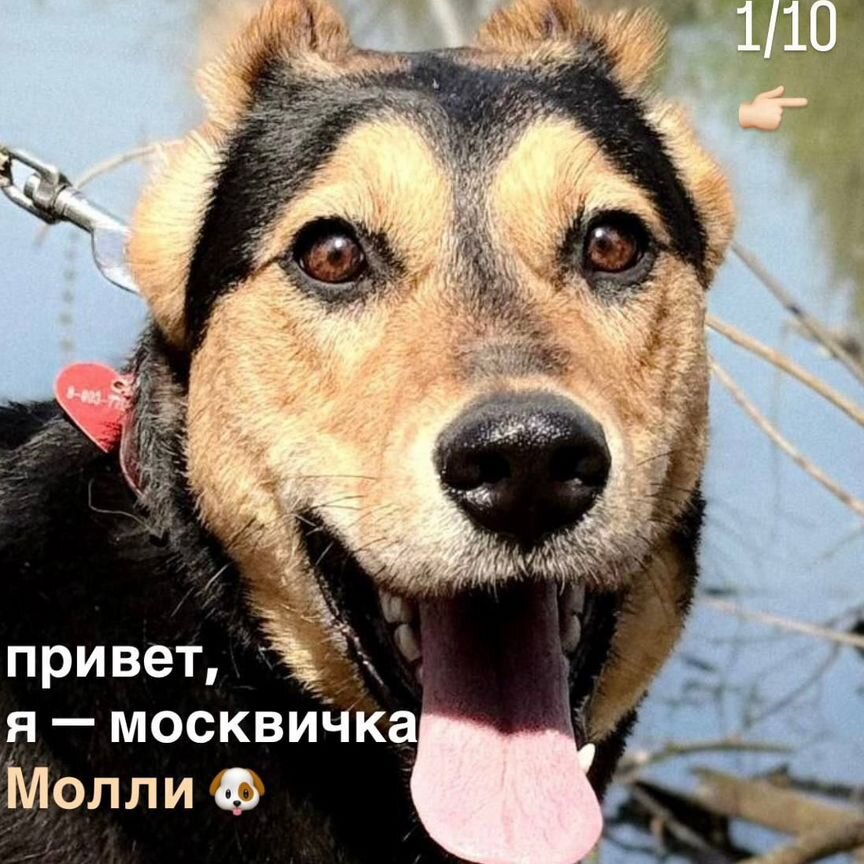 Взрослая собака в добрые руки