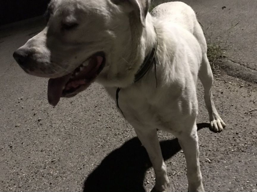 Потерялась собака