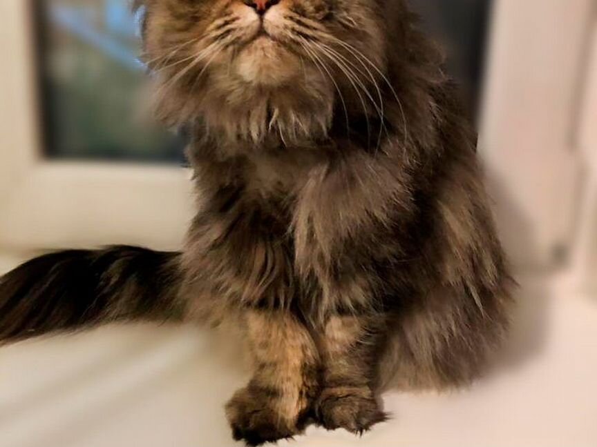 Кошка в дар