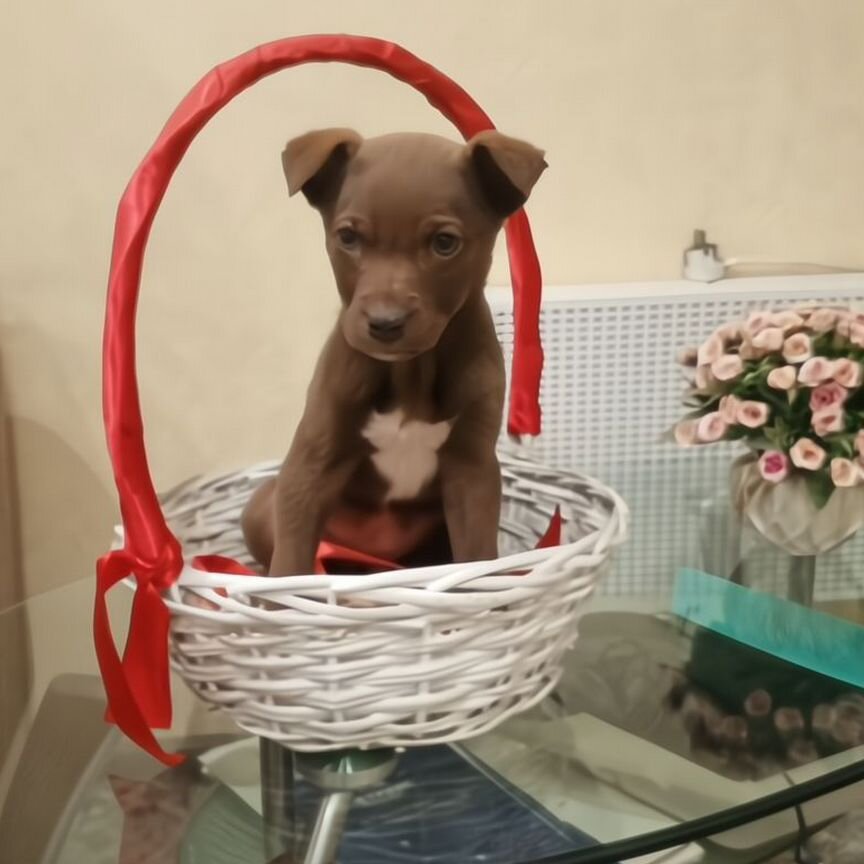 Щенок в добрые руки