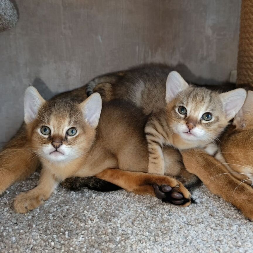 Чаузи F1hp (85%)