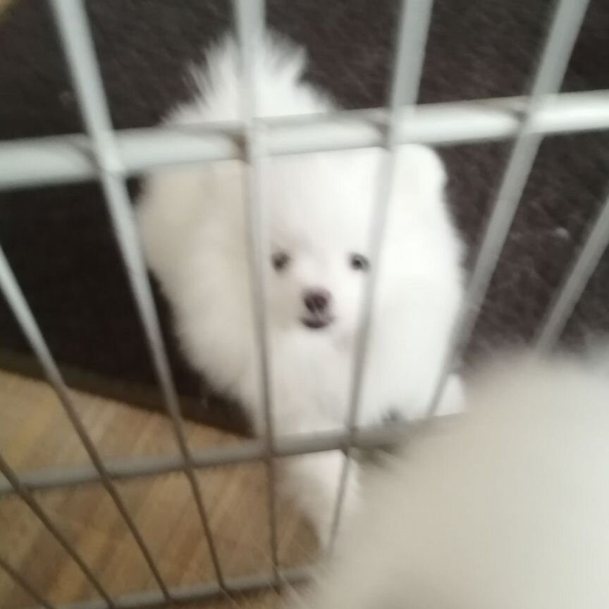 Щенок в добрые руки бесплатно