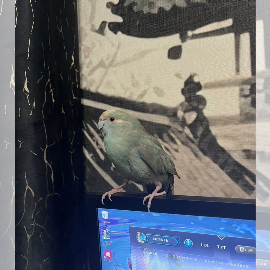 Попугай какарик девочка