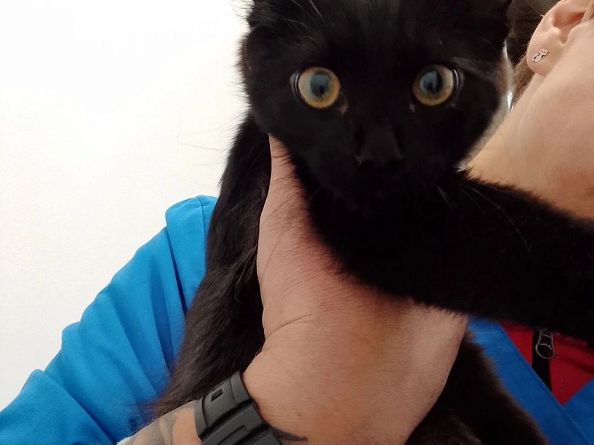 Котёнок- подросток