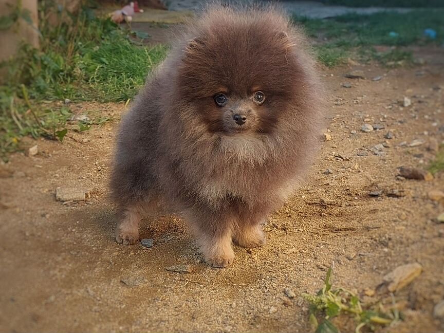 Померанский шпиц мини