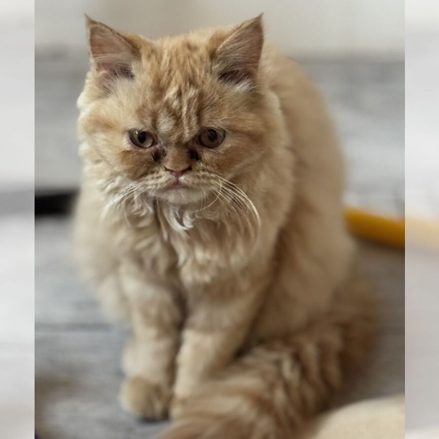 Продам персидского котенка