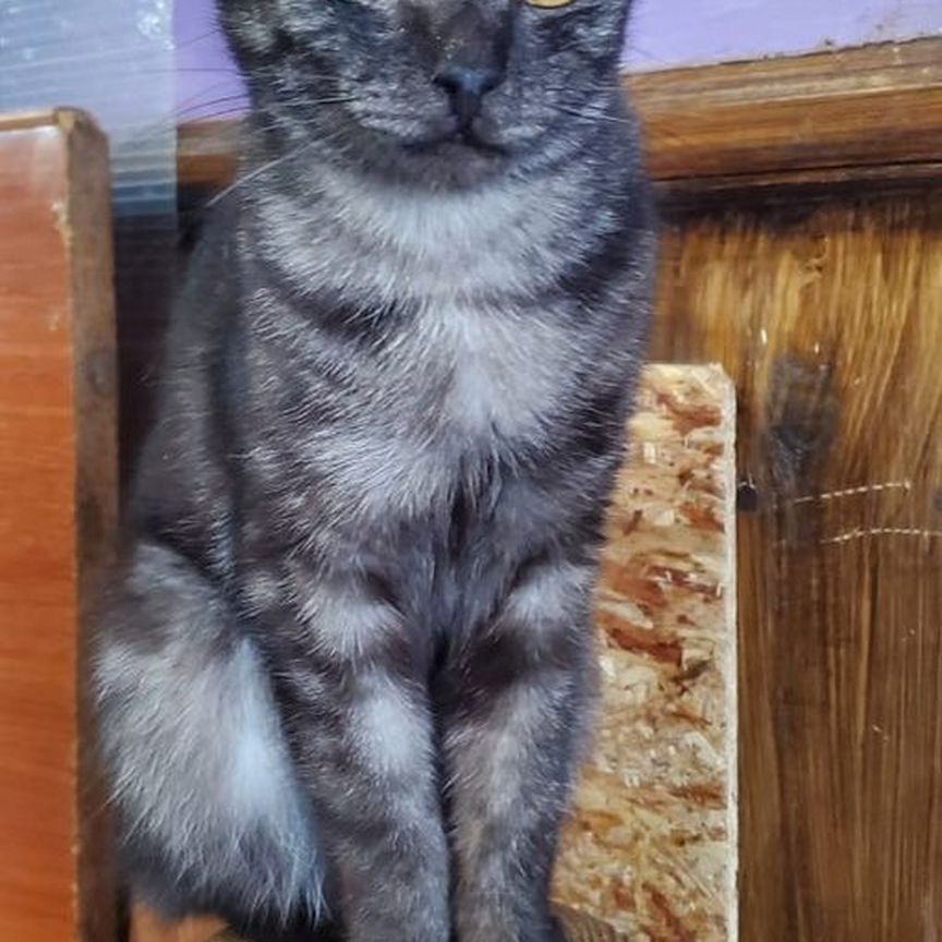 Отдам в добрые руки