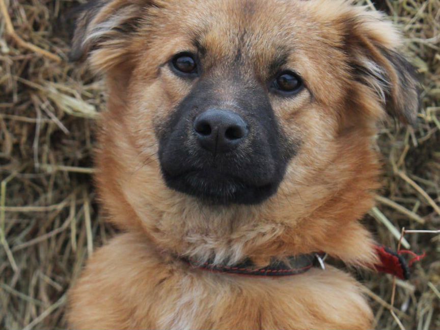 Собака в добрые руки щенок