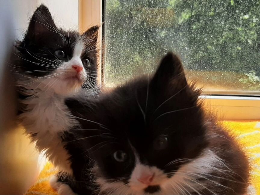 Котята в добрые руки