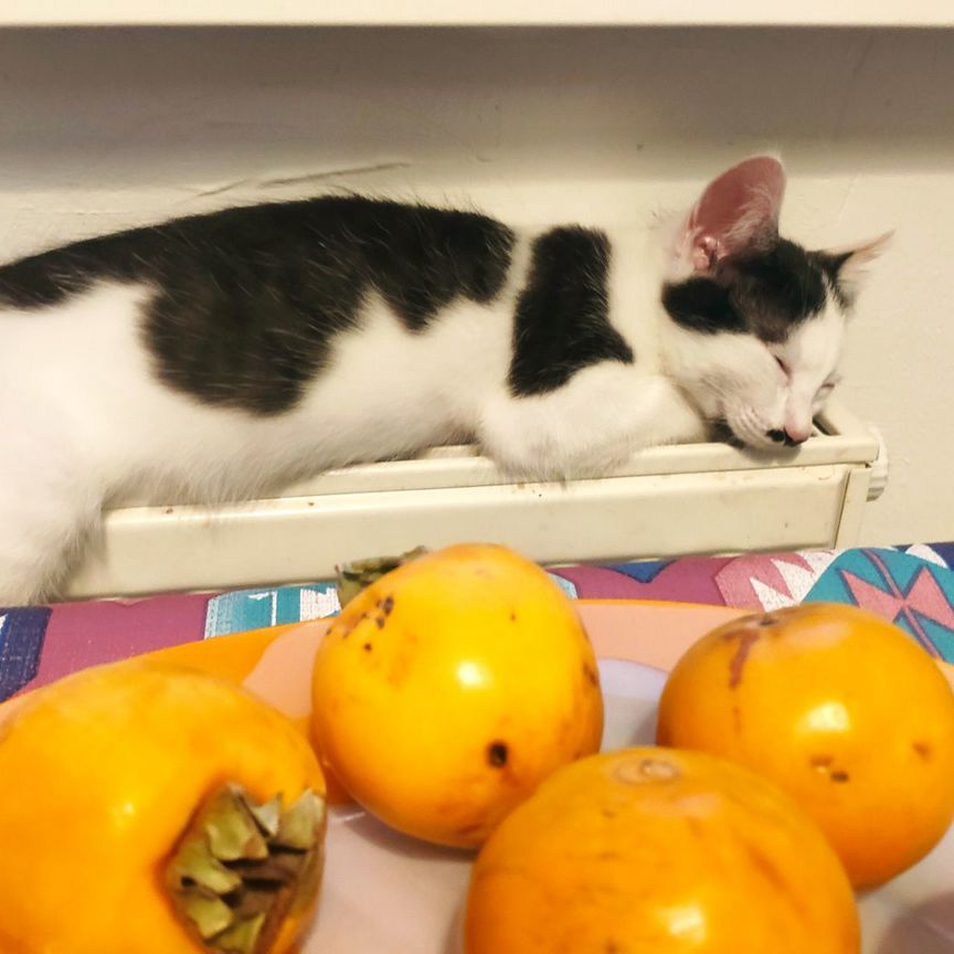 Ищем дом котёнку