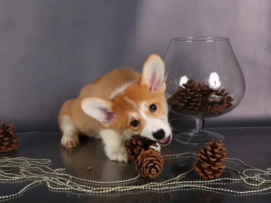 Щенки корги Пемброк