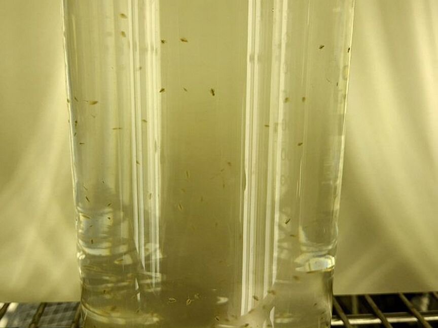 Дафния магна