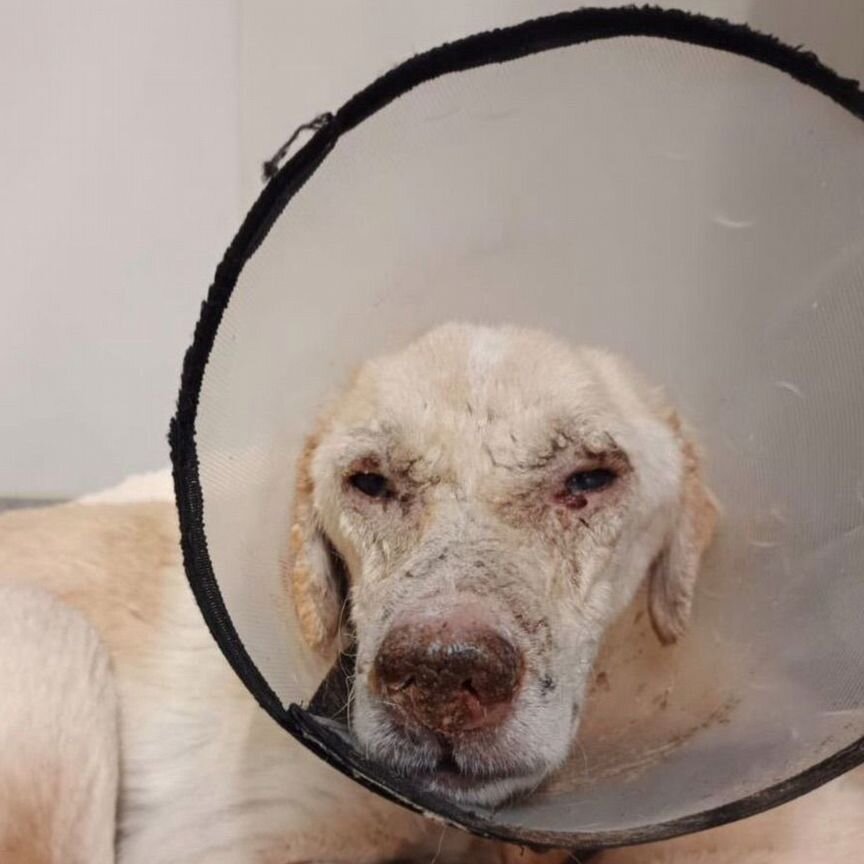 Взрослый пёс в добрые руки