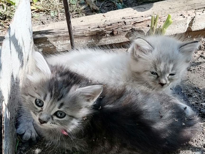 Котята в добрые руки