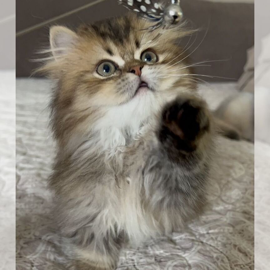 Манчкин котёнок