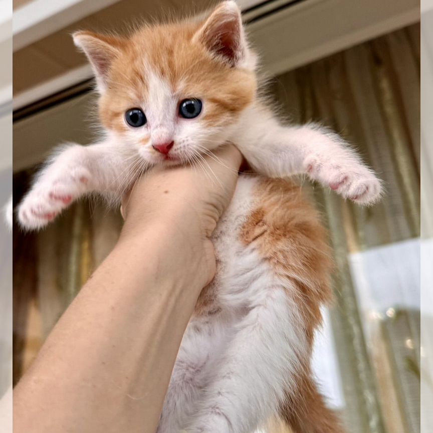 Рыжий котенок
