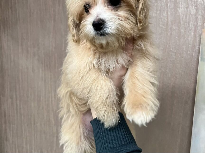 Мальтипу супер