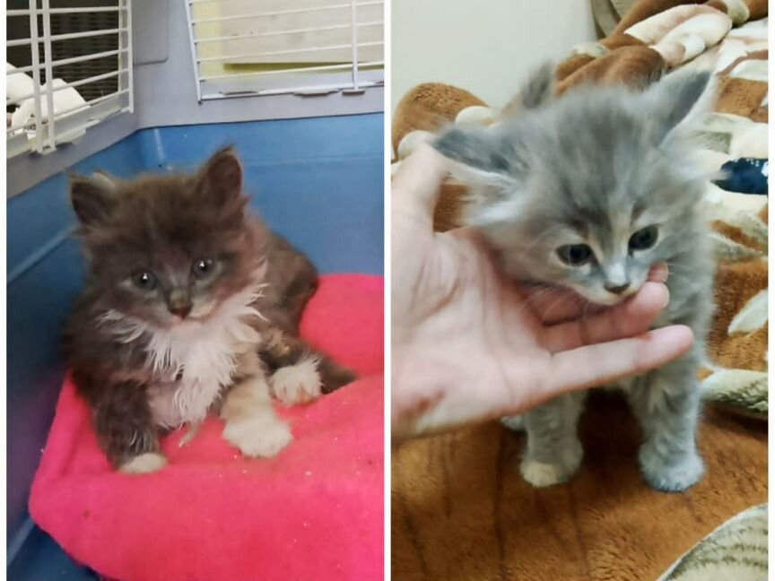 Маленьких котят выбрасывают на улицу