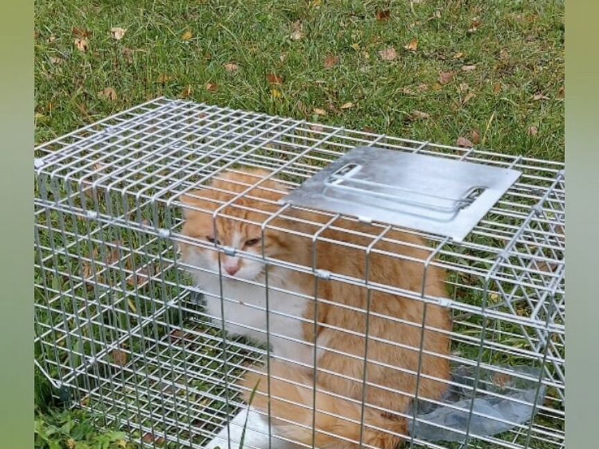 Клетка -кошколовка