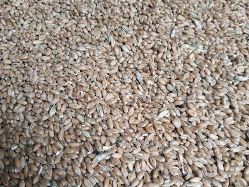 Кормовая кукуруза, Семечко корма