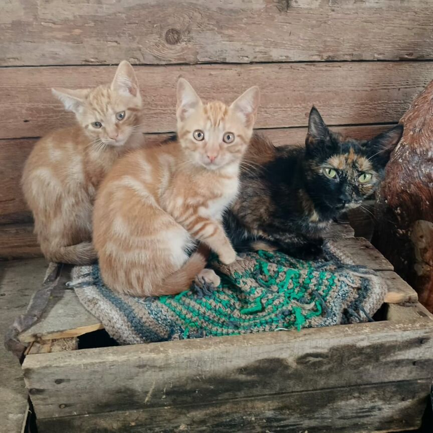 Котенок котята рыжики в добрые руки