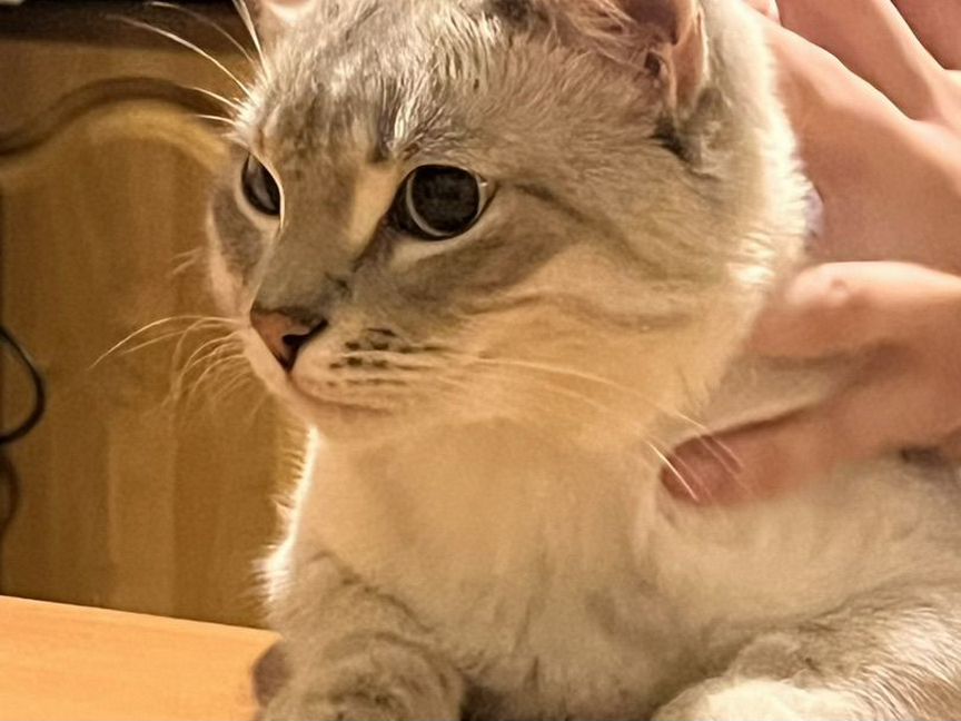 Кот в добрые руки