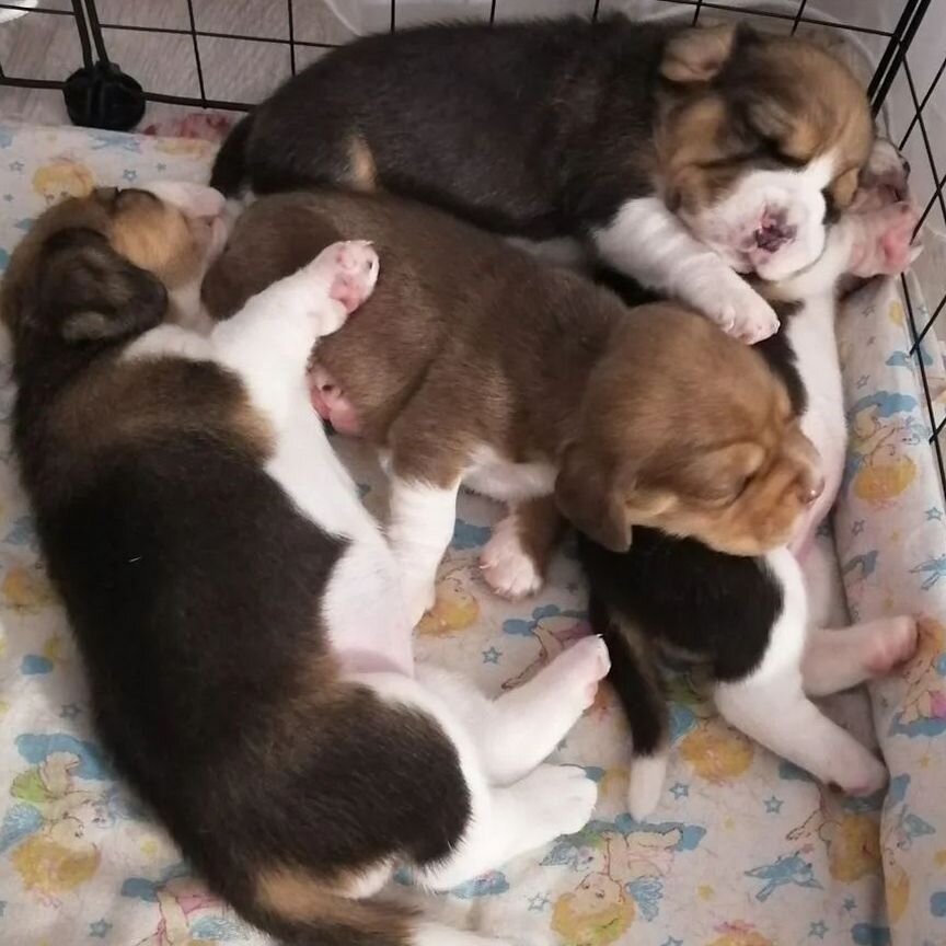 Бигль, щенок