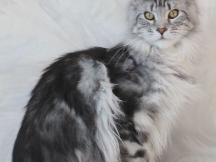 Красота девица