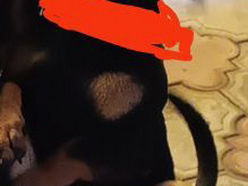 Найдена Такса мальчик