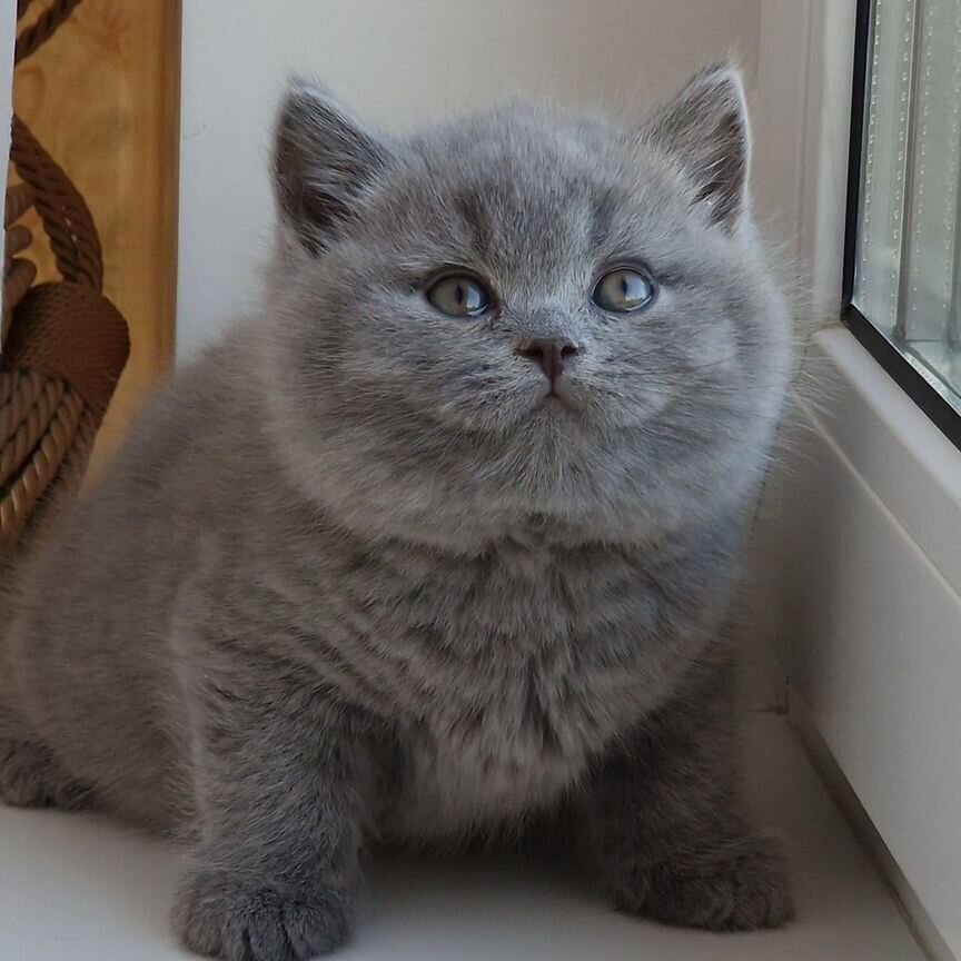 Британские котята