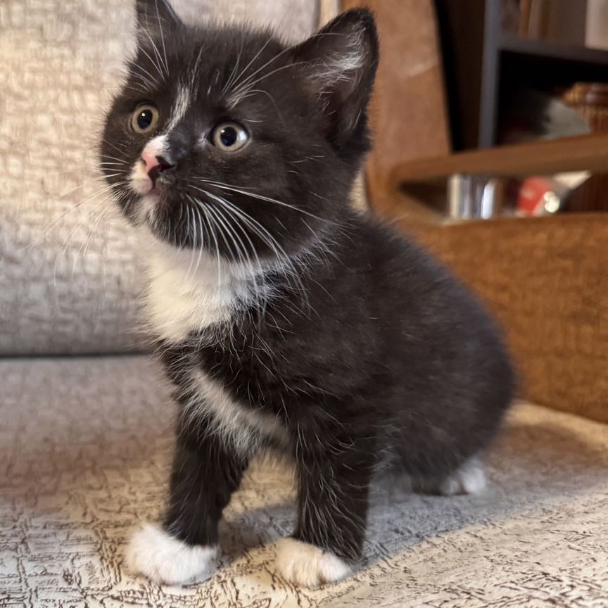 Котёнок в добрые руки